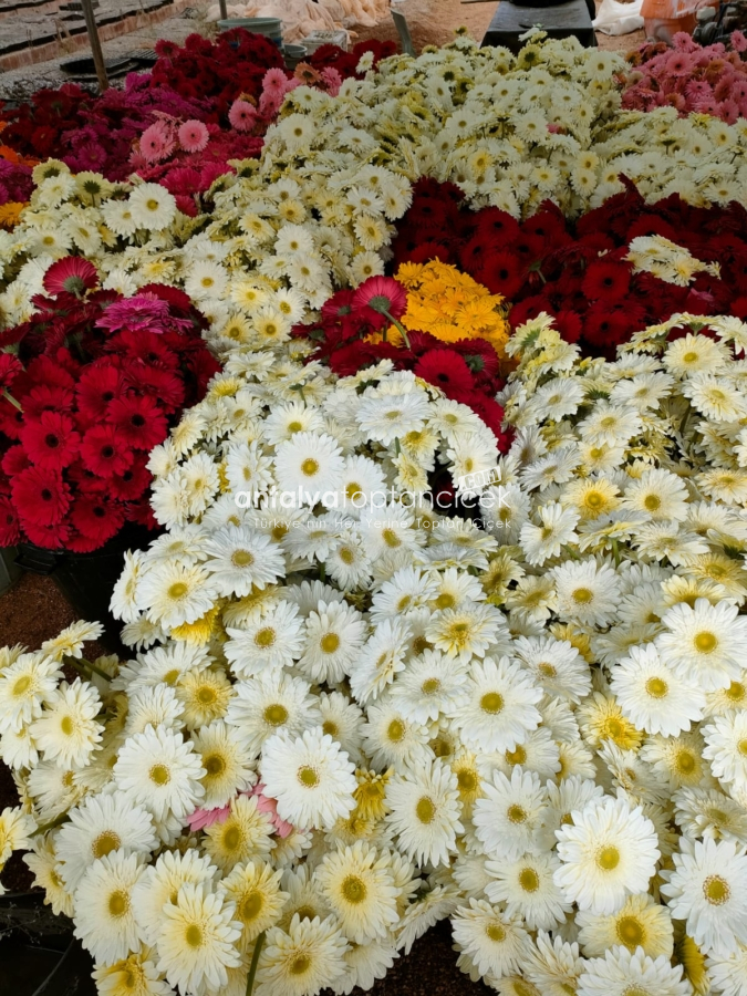 Hakkımızda | Antalya Toptan Çiçek